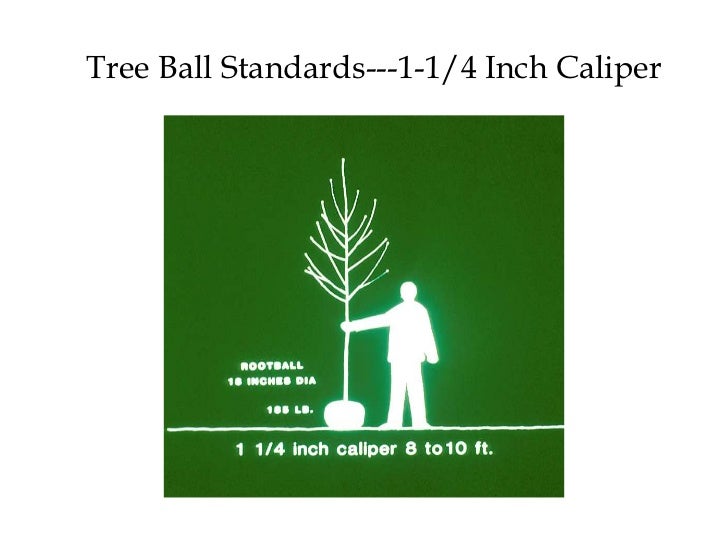 Tree installation and establishment ppt