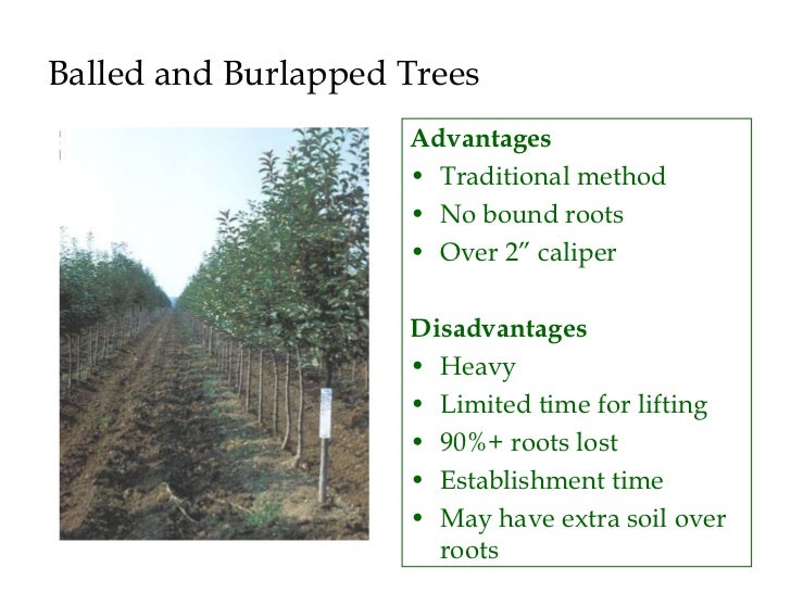 Tree installation and establishment ppt