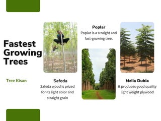 safeda tree price in india safeda tree price in india | PPT