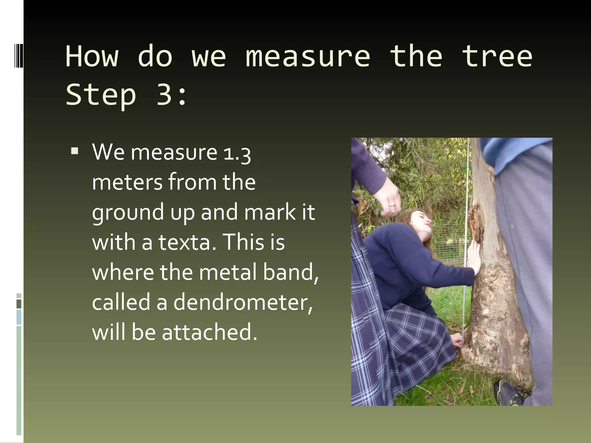 Tree Measuring | PPT