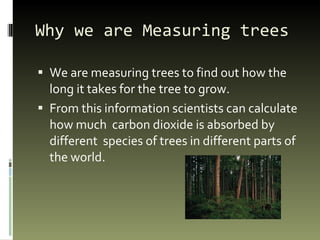 Tree Measuring | PPT