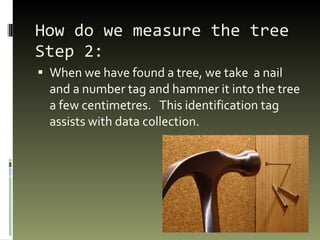 Tree Measuring | PPT