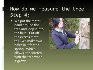 Tree Measuring | PPT