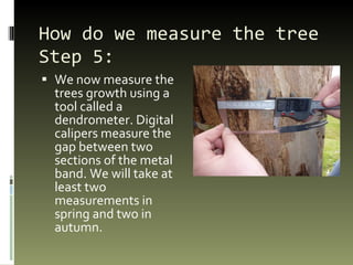 Tree Measuring | PPT