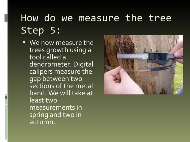 Tree Measuring | PPT