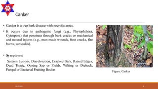 TREE PEST AND DISEASE IN SAL FOREST - Copy.pptx