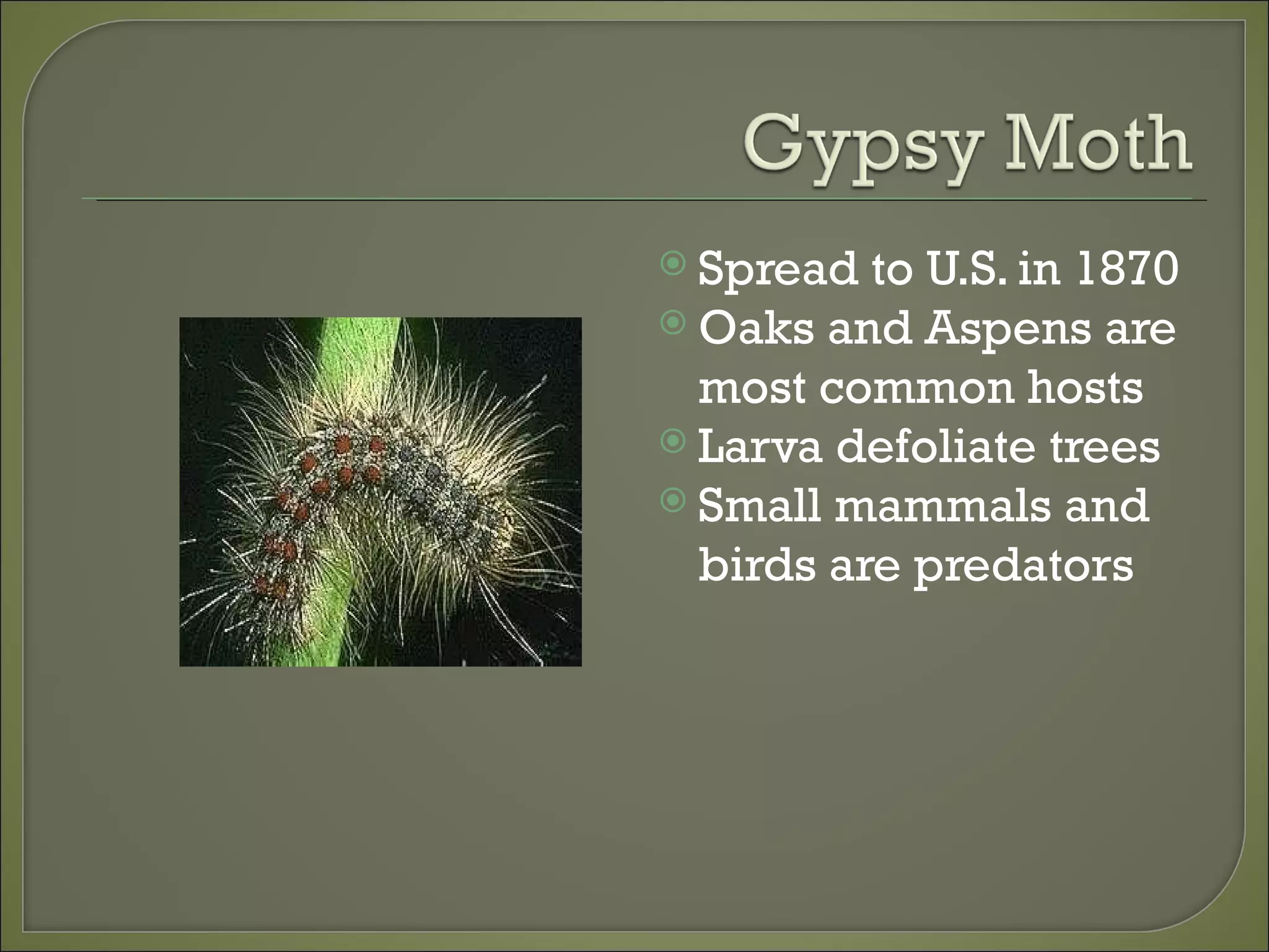 Tree Pests | PPT