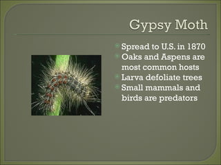 Tree Pests | PPT