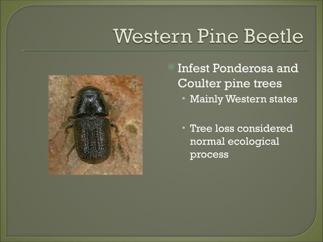 Tree Pests | PPT