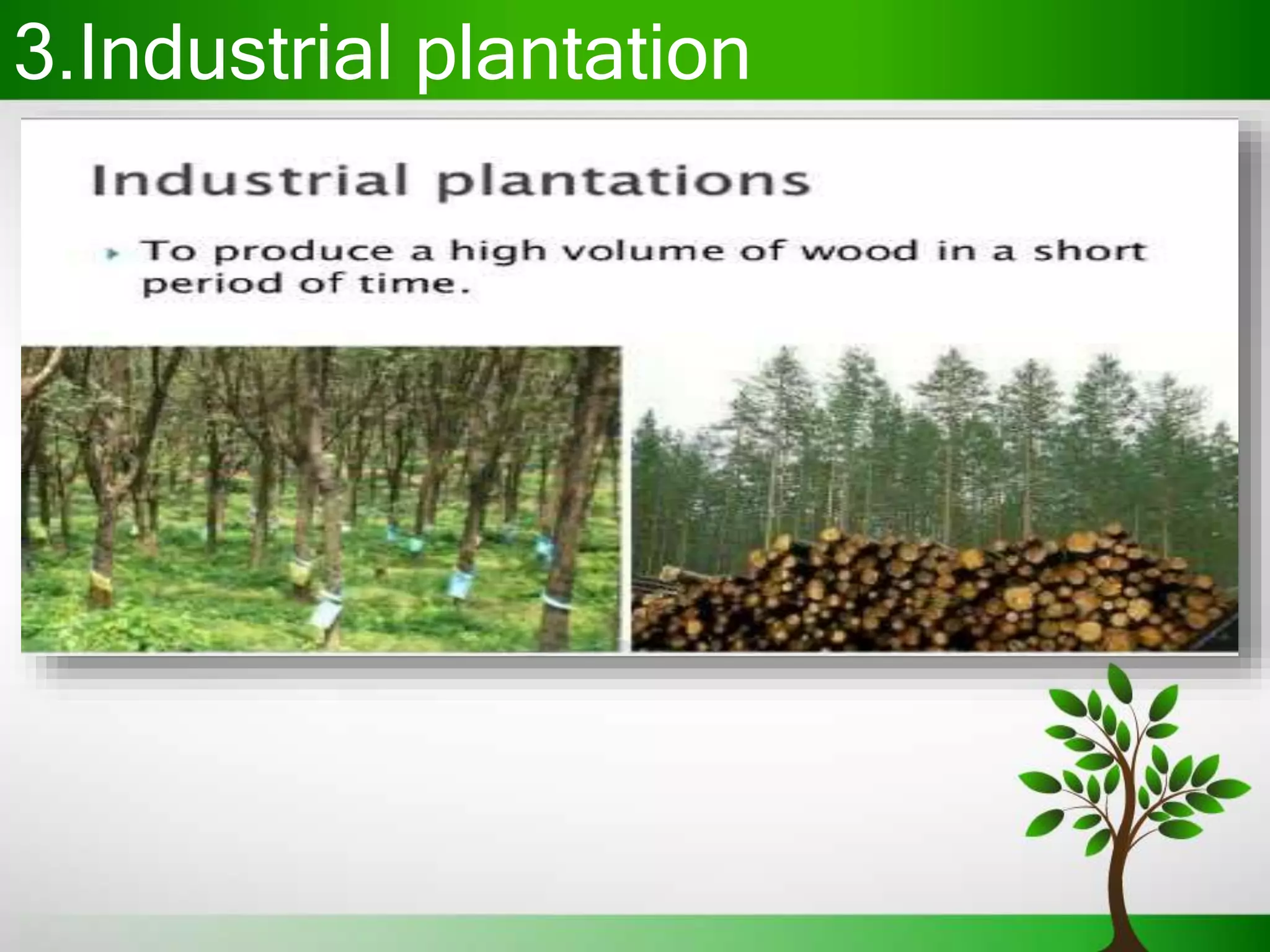 Tree plantation | PPTX