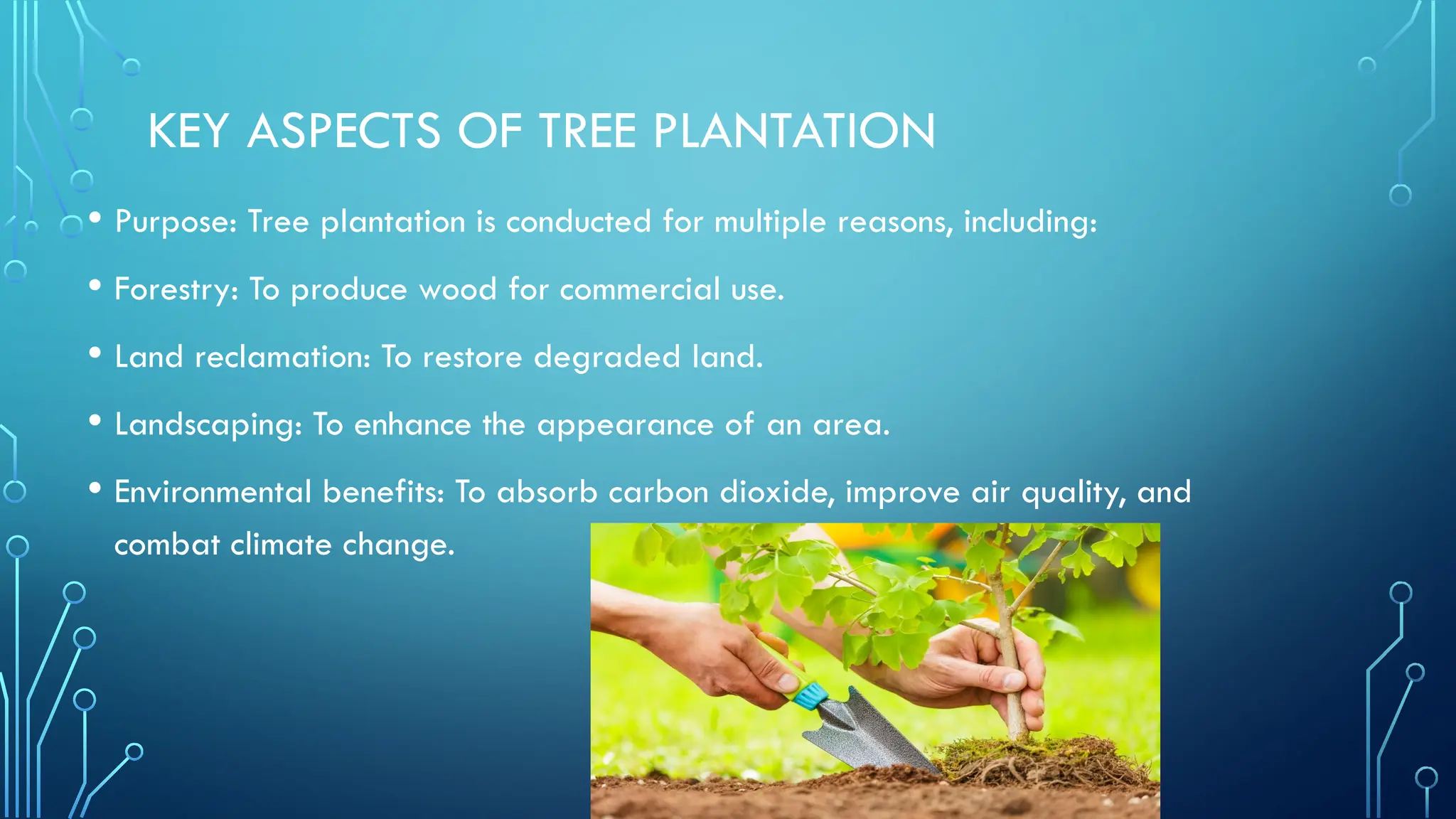 Tree Plantation Key aspects of trees.pptx