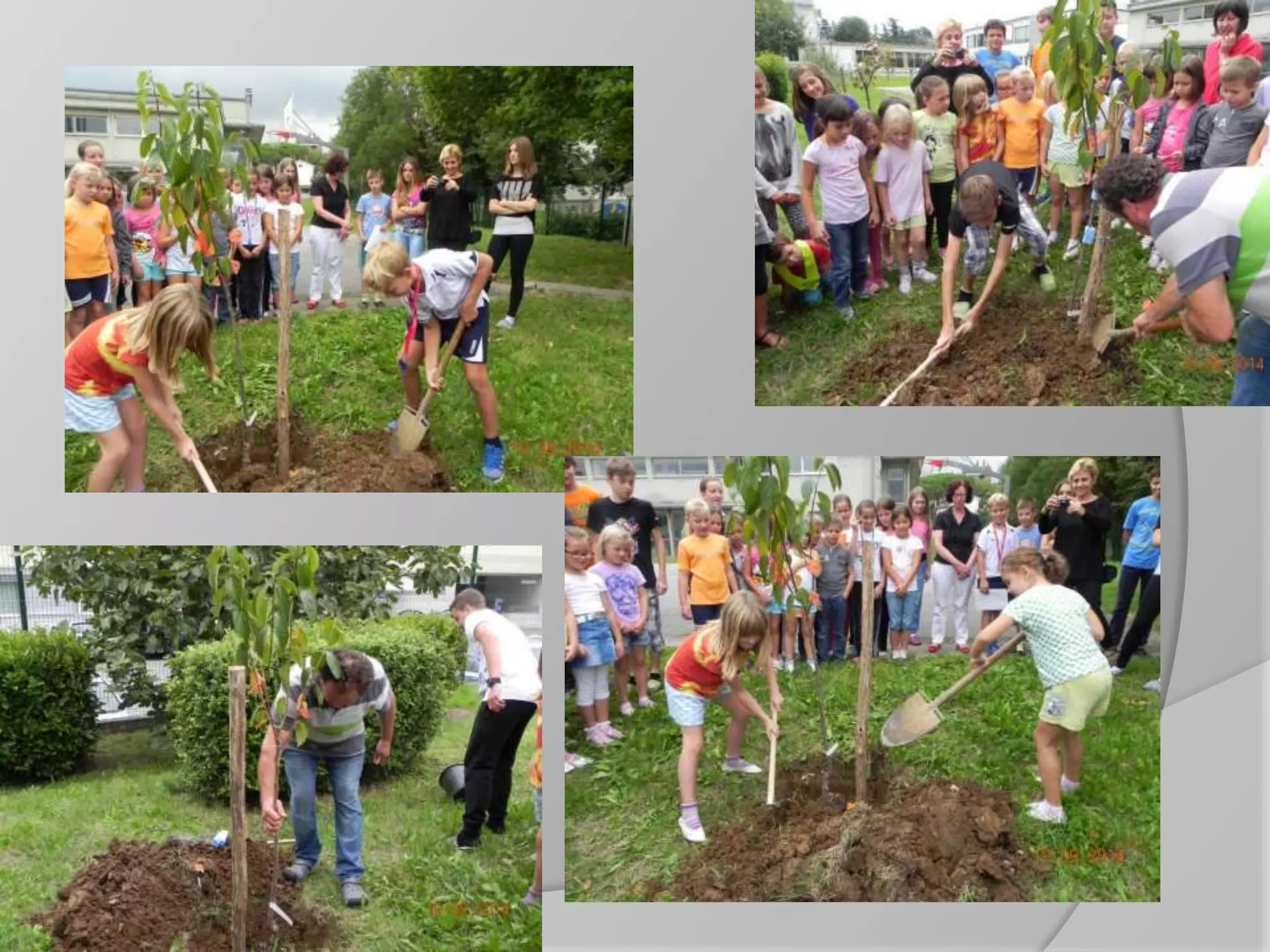 Tree planting | PPTX
