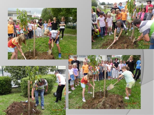 Tree planting | PPTX