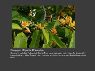 Tree planting at bbt | PPT