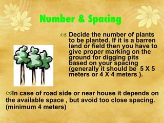 TREE PLANTING- FEW TIPS | PPT