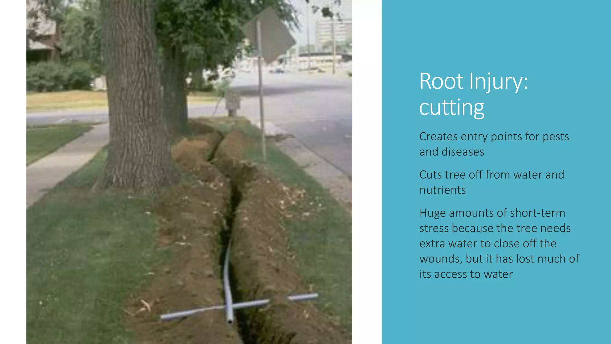 Tree preservation presentation (modified) | PDF