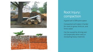 Tree preservation presentation (modified) | PDF | Death, Injury, or ...