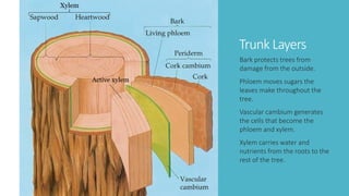Tree preservation presentation (modified) | PDF