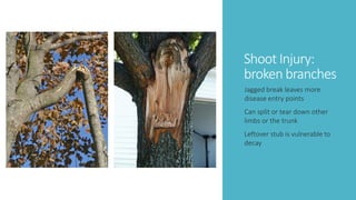 Tree preservation presentation (modified) | PDF | Death, Injury, or ...