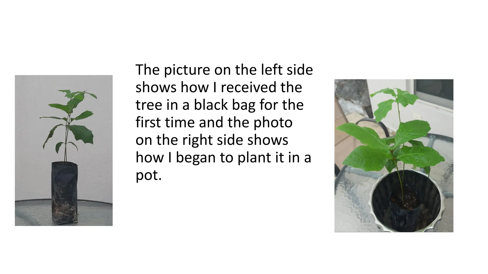 “The tree project: Nature, Growth and Development” | PPT