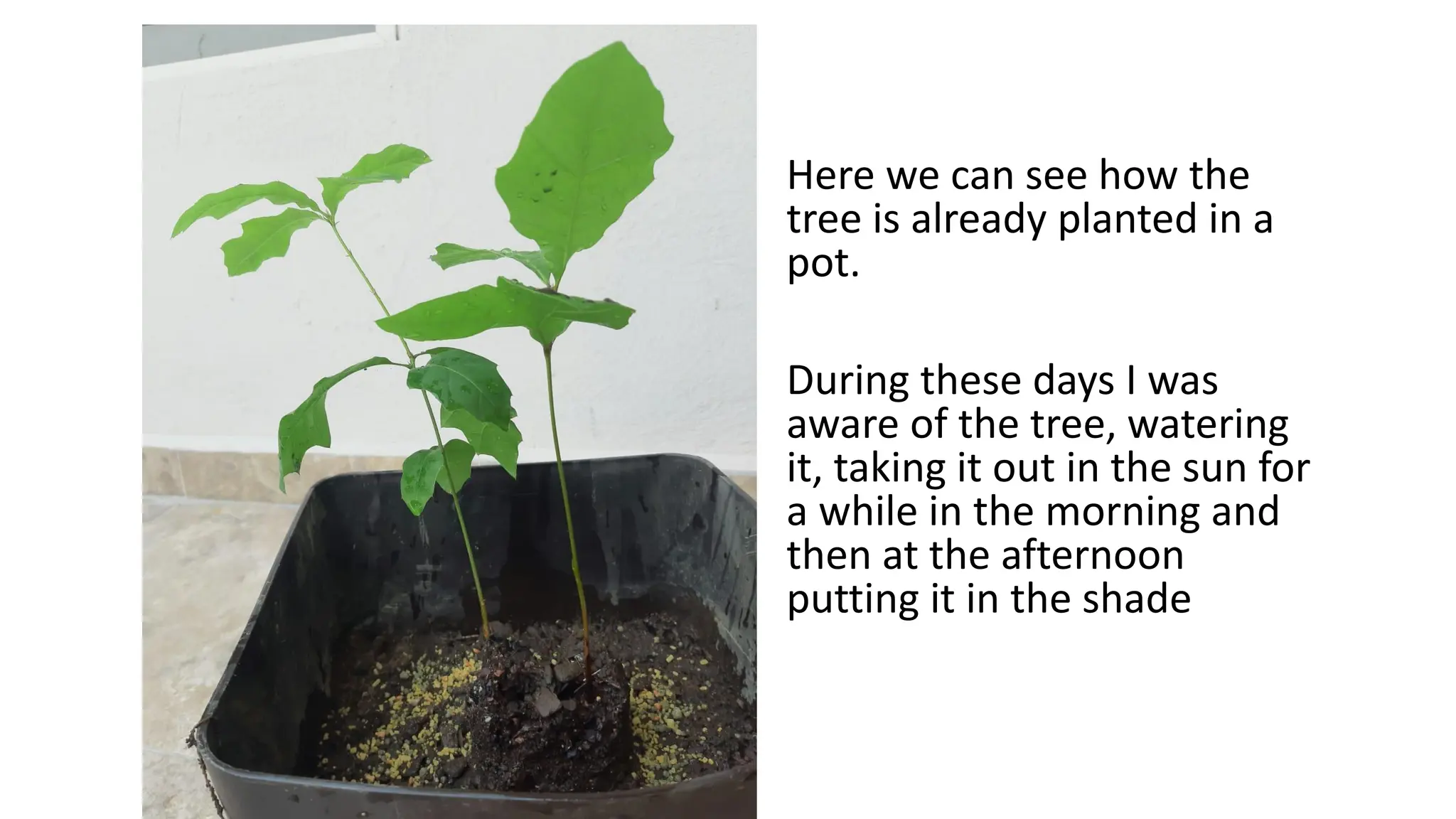 “The tree project: Nature, Growth and Development” | PPT