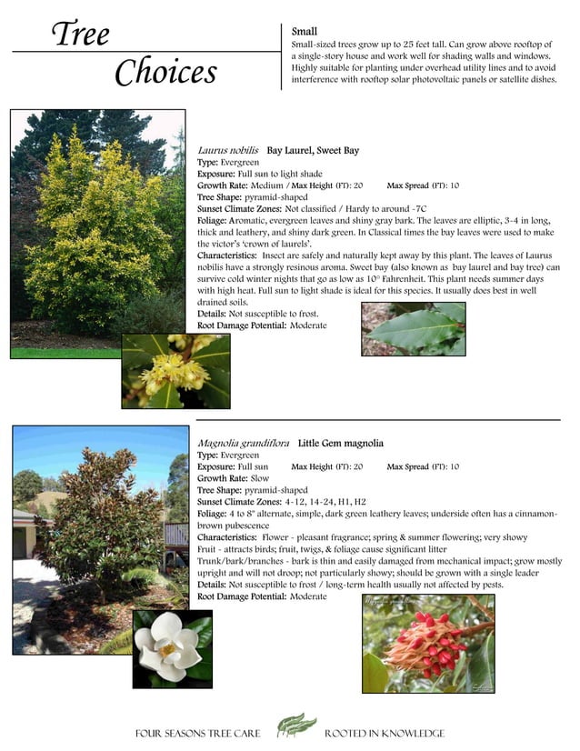 Tree Replacement & Selection Guide 2009 | PDF