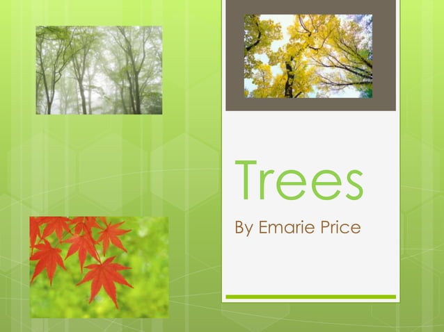 Trees | PPT