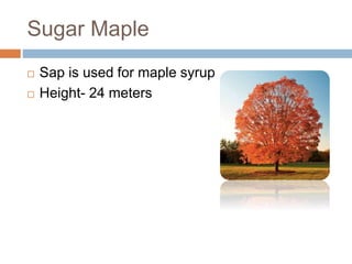 Maple Trees | PPTX | Woodworking | Arts and Crafts