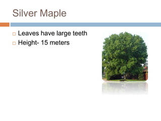 Maple Trees | PPT