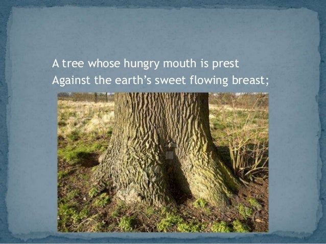 Trees by Joyce Kilmer