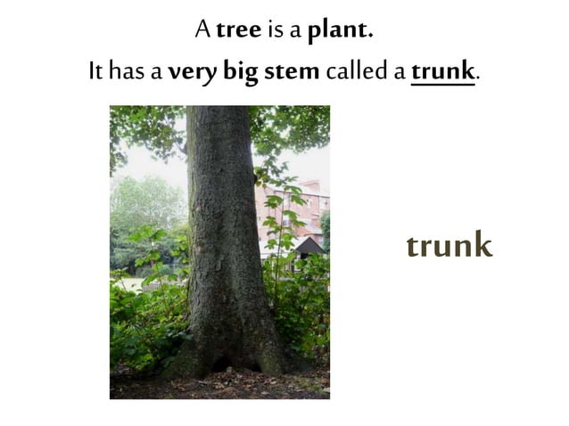 Trees | PPT