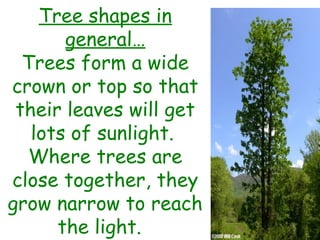Trees | PPT