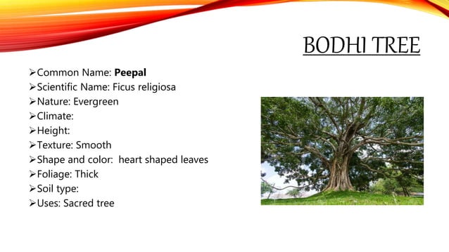 Trees | PPTX | Gardening | Home & Garden