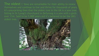 Britain's Protected Trees | PPT