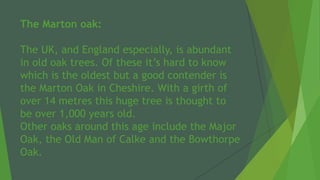 Britain's Protected Trees | PDF