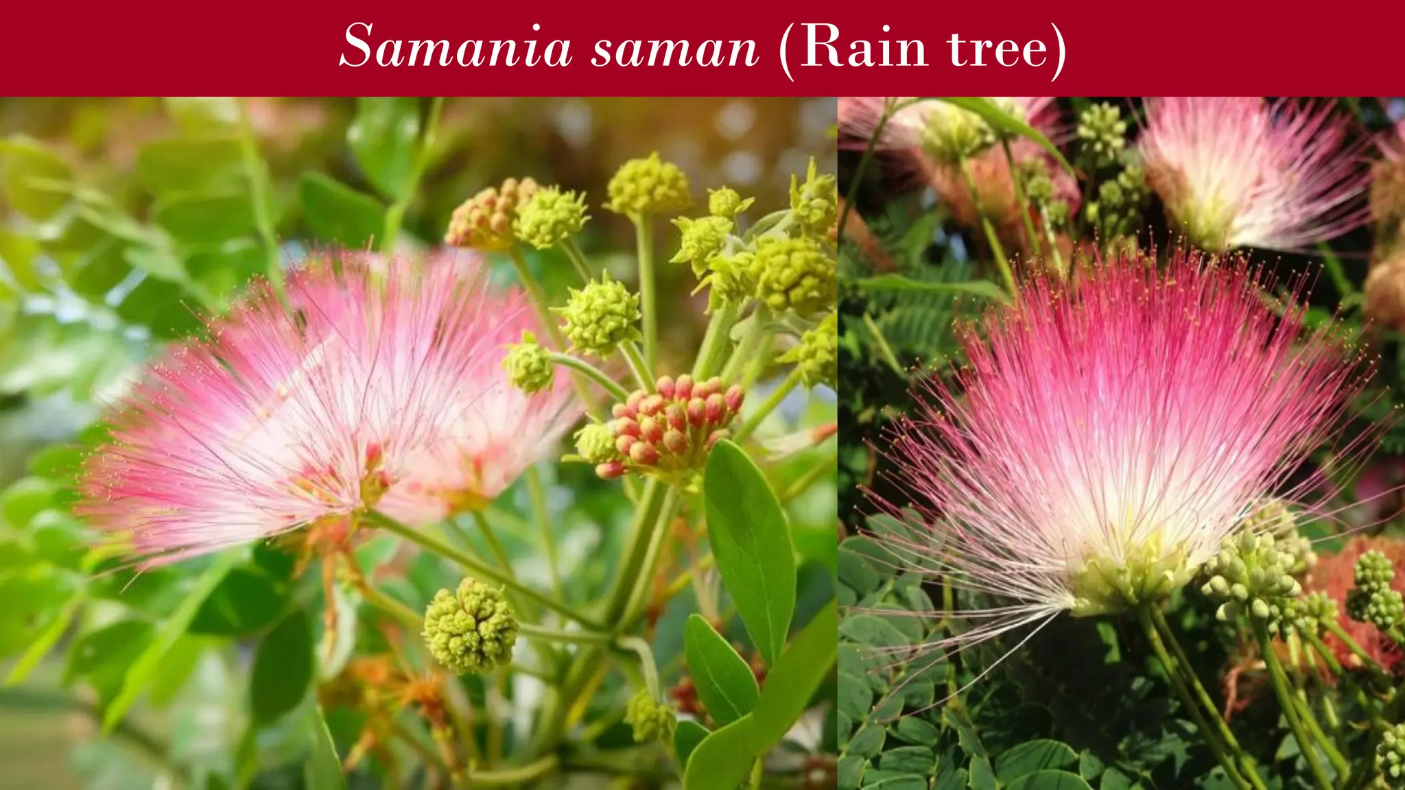 Flowering and foliage trees for landscaping.pdf