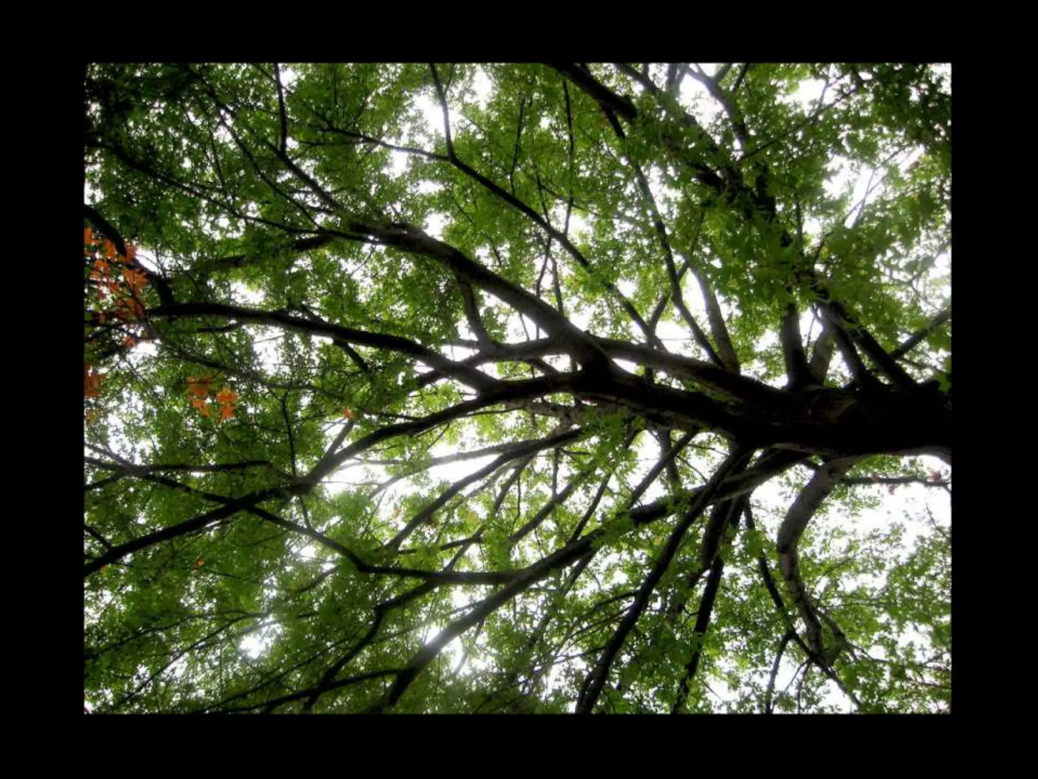 A Treasure Trove of Trees | PPT
