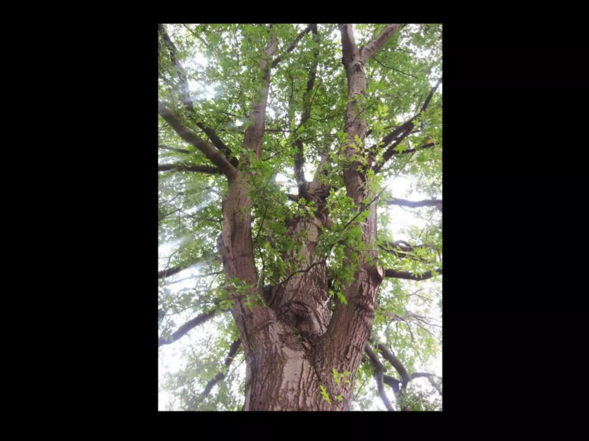 A Treasure Trove of Trees | PPT
