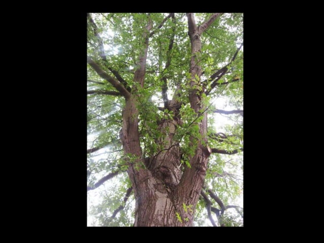 A Treasure Trove of Trees | PPT