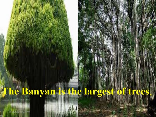 TREES- zeal study 6 term 1.pptx