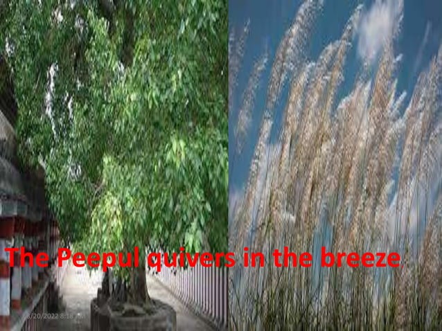 TREES- zeal study 6 term 1.pptx