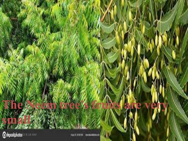 TREES- zeal study 6 term 1.pptx