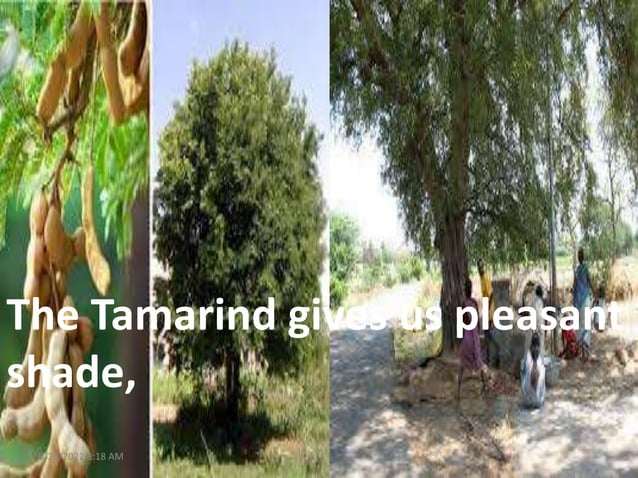 TREES- zeal study 6 term 1.pptx