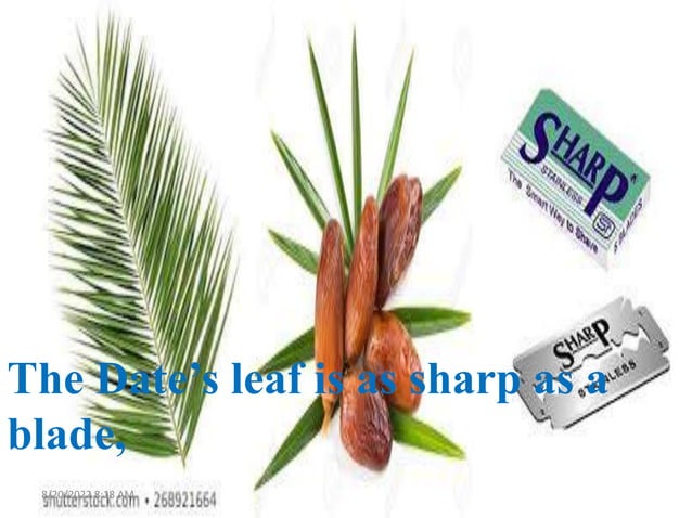 TREES- zeal study 6 term 1.pptx