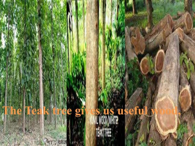 TREES- zeal study 6 term 1.pptx