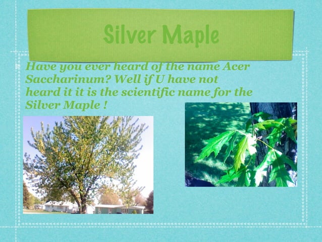 Trees(2) | PPT