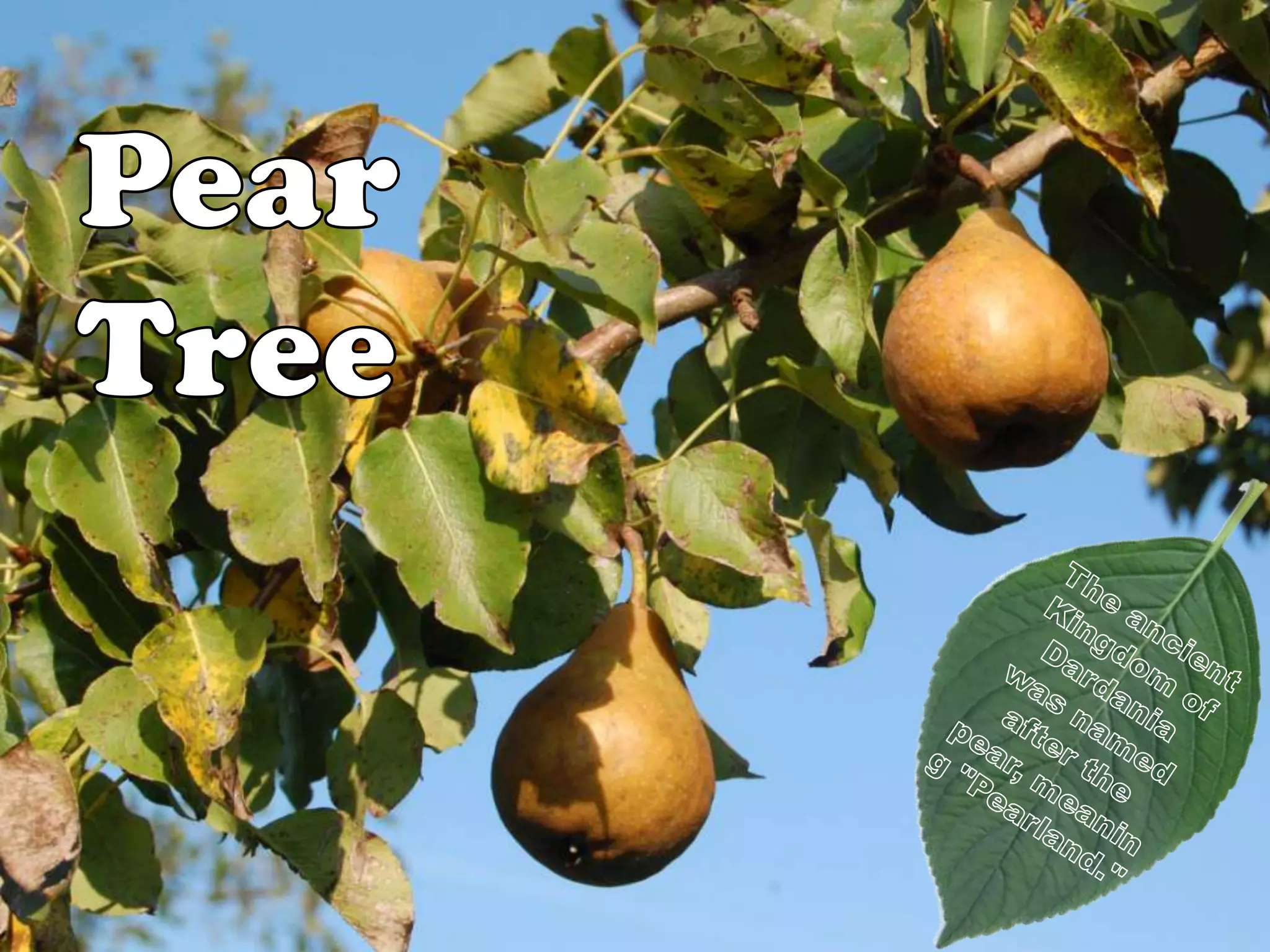 Trees (Part 2): Fruit Trees | PPTX | Food & Drink