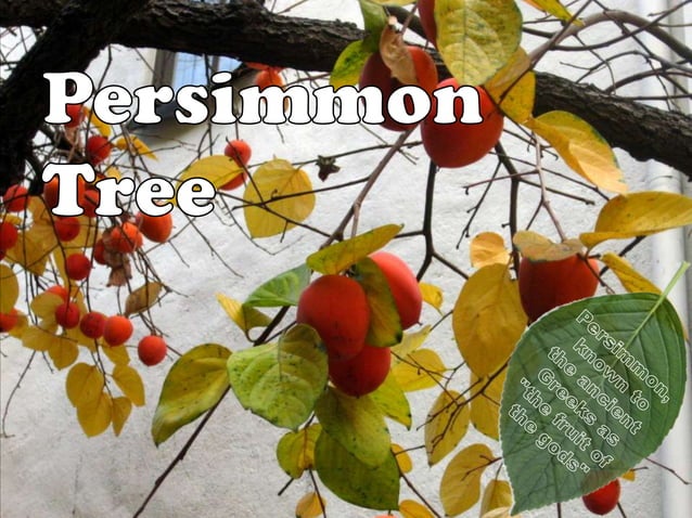 Trees (Part 2): Fruit Trees | PPTX | Food & Drink