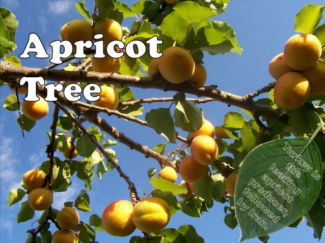 Trees (Part 2): Fruit Trees | PPTX | Food & Drink