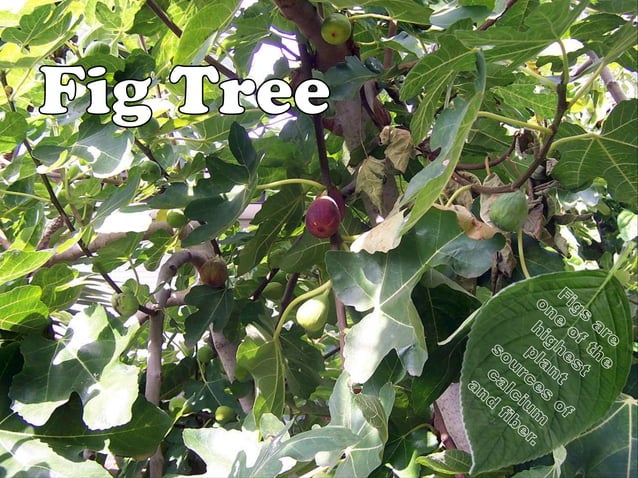Trees (Part 2): Fruit Trees | PPTX | Food & Drink